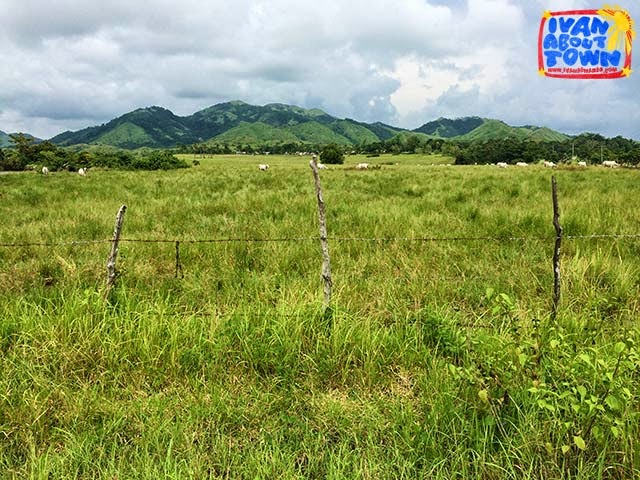 Ranch tourism in Masbate: Be a ranchero for a day! Holy cow! | Ivan ...