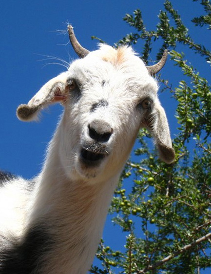 chippep: WHEN GOATS CLIMB TREES ...