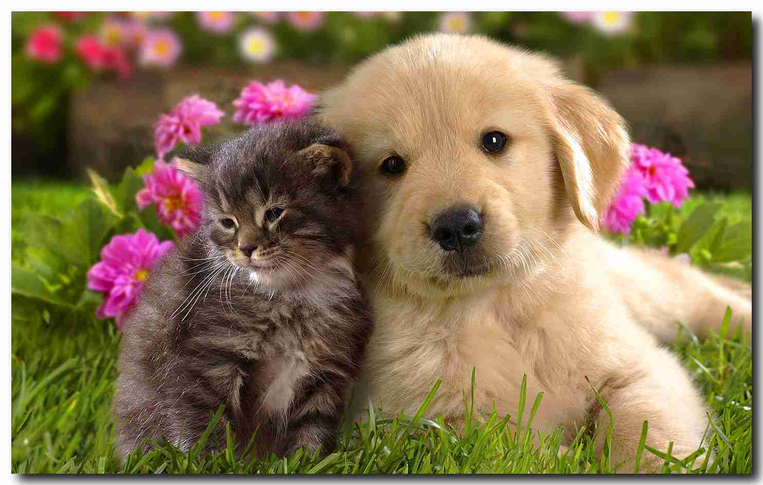 Cachorrinhos fofos fotos e imagens ~ Imagens em Vídeo