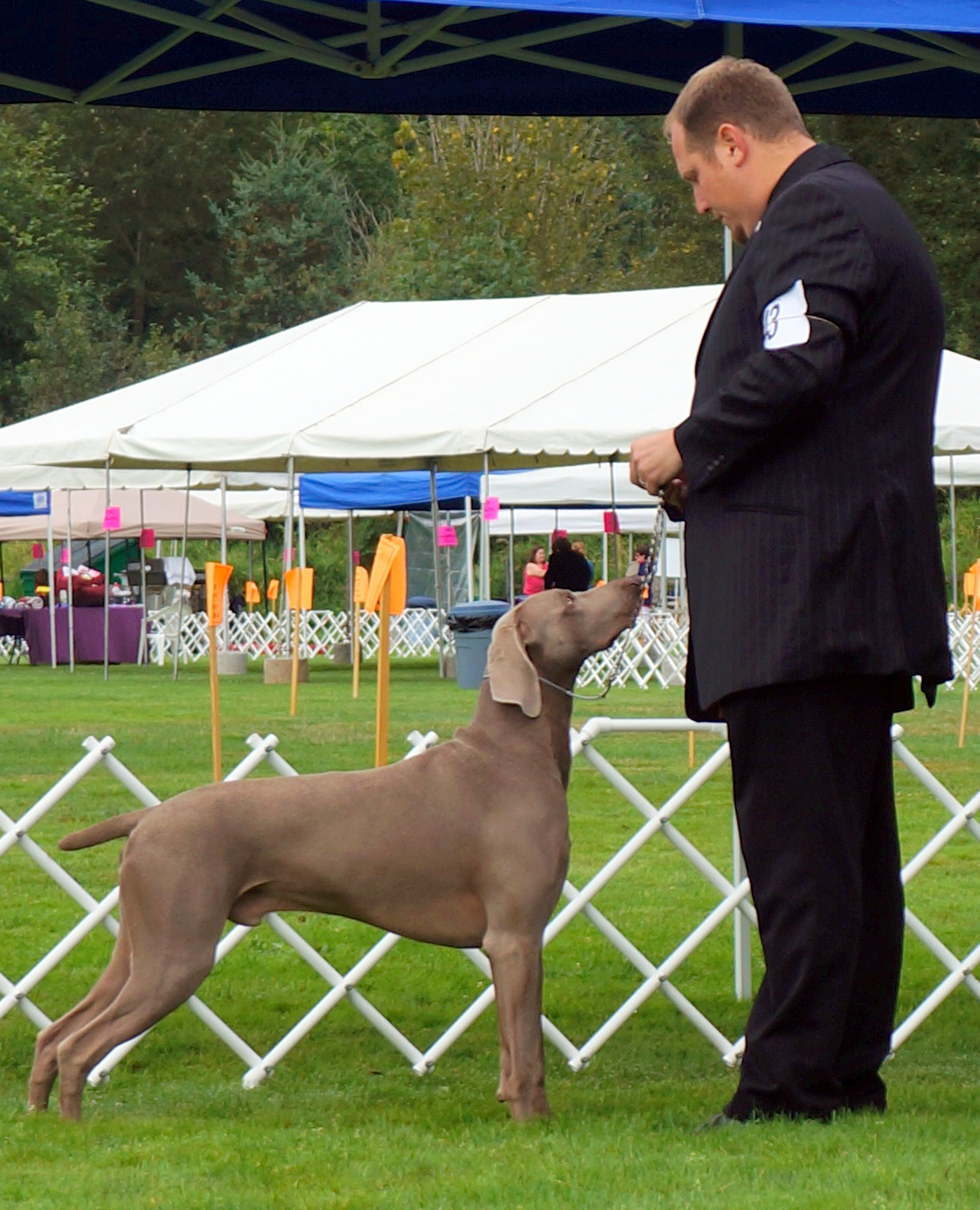 RoseWin Weimaraners: WESTERN WASHINGTON WEIMARANER CLUB SPECIALTY SHOW ...