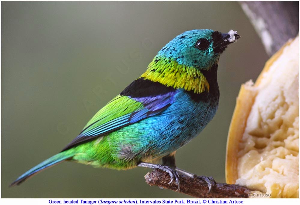 Christian Artuso: Birds, Wildlife: Tanager dreamin’ on such a winter’s day!