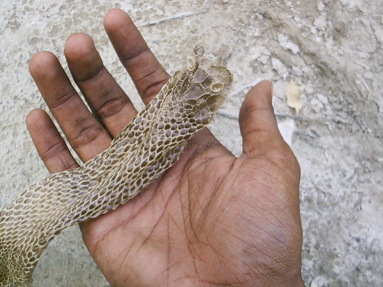 Dawat e Rohaniat ~*~ دعوتِ روحانیت: Black Snake Talismans