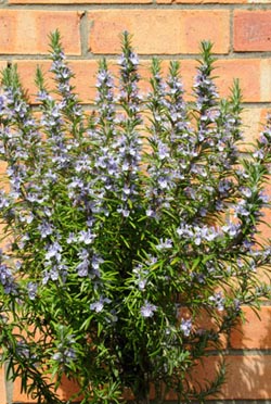 Pró - Vida Saudável: Propriedades Medicinais do Alecrim