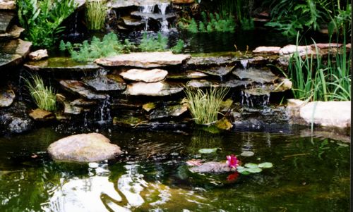 From The Pondlady s Pad More Pond Design from-the-pondlady-s-pad-more-pond-design
