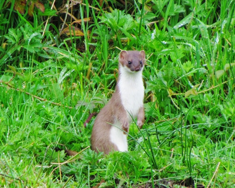 MERSEA WILDLIFE: DANCING STOAT