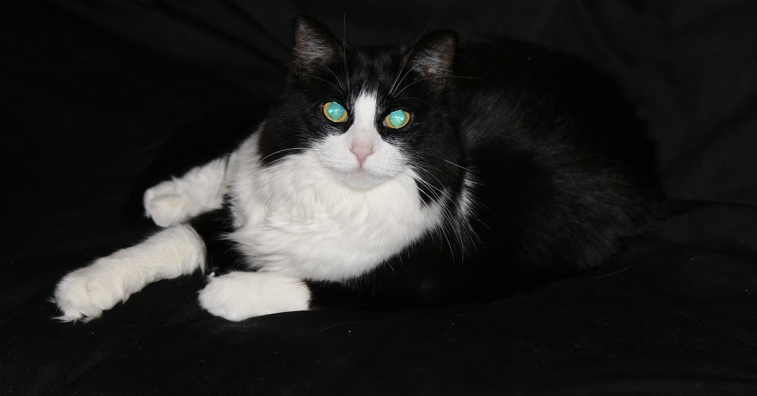 Michigan Exposures: The Chessie Cat