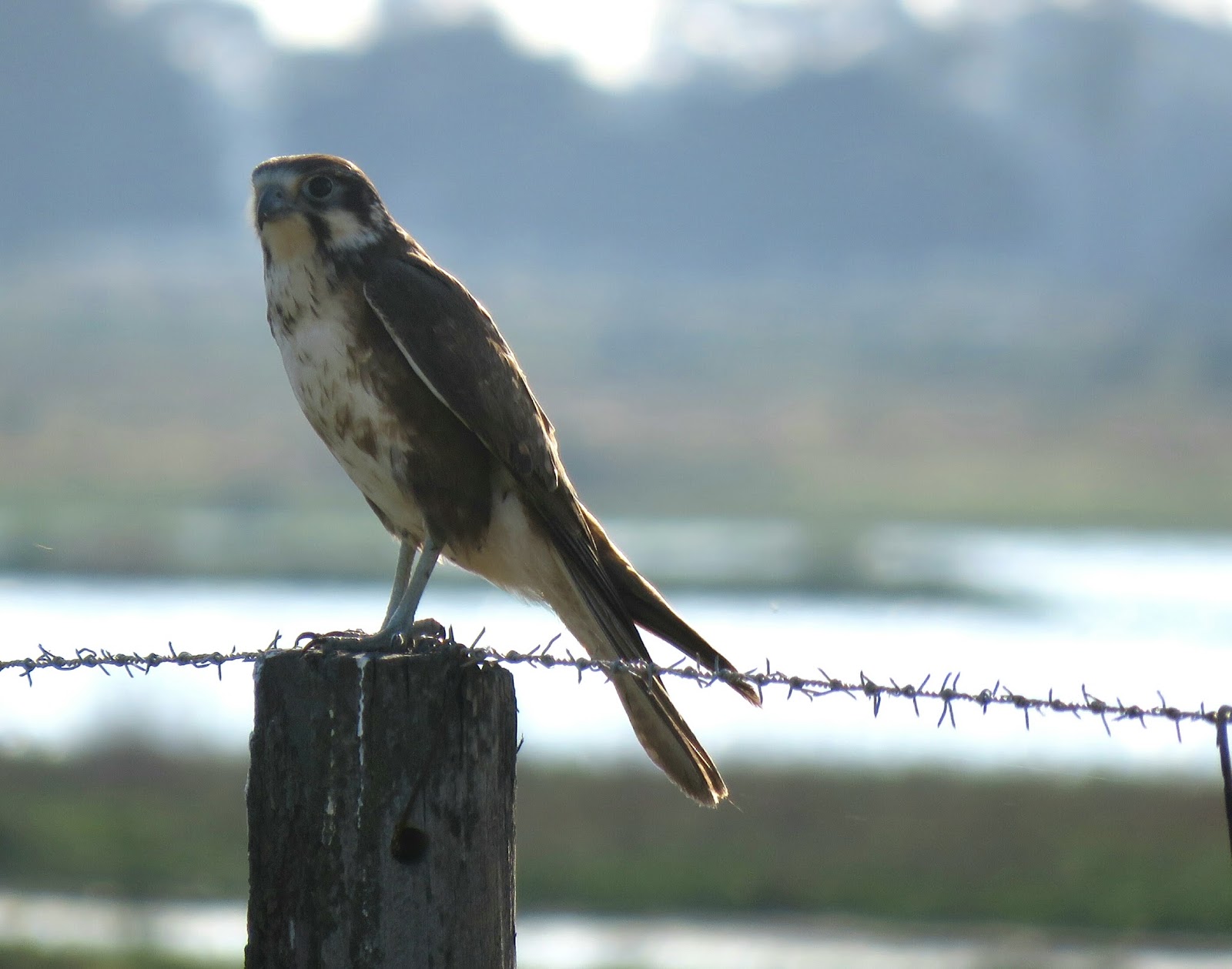 Bird & Travel Photos, Birding Sites, Bird Information: BROWN FALCON ON ...