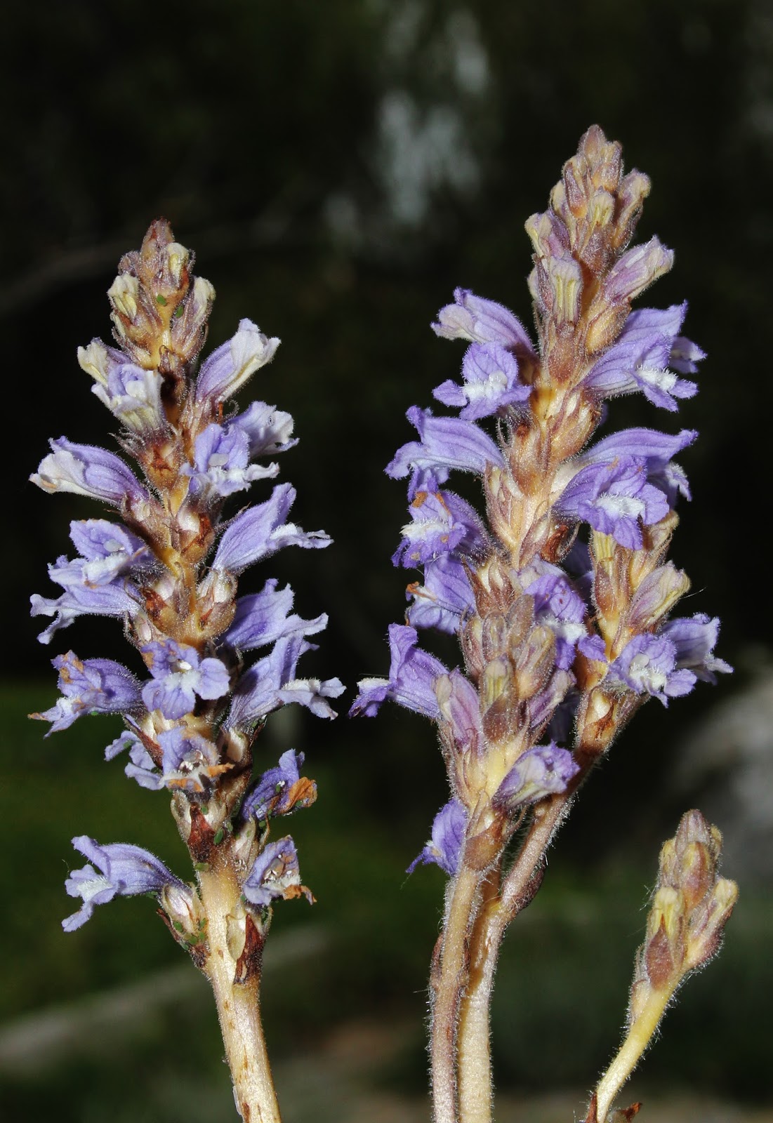 Biodiversity of Cyprus by NGO Protection of the Natural Heritage and ...