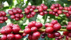 PRODUTU CAFE MUNICIPIO ERMERA: PRODUTU