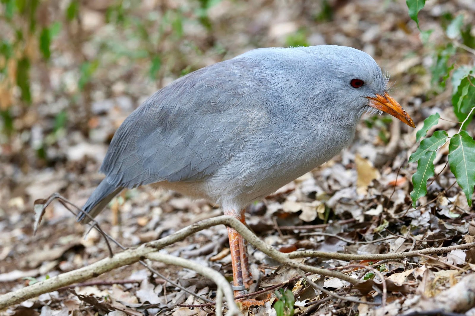 Avithera: Kagu