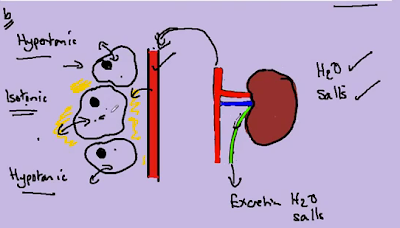 Michelle's Biology (:: 2.68) Excretion and Osmoregulation
