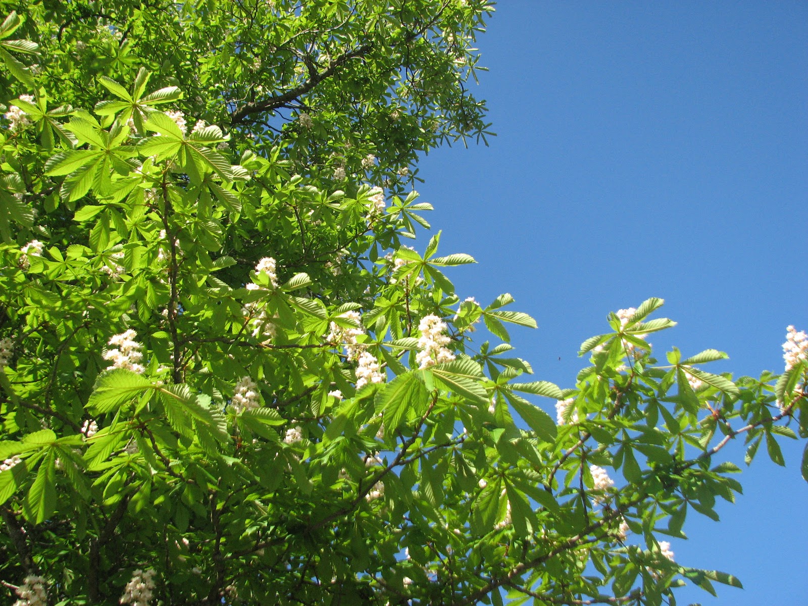 allen frost library: chestnut tree