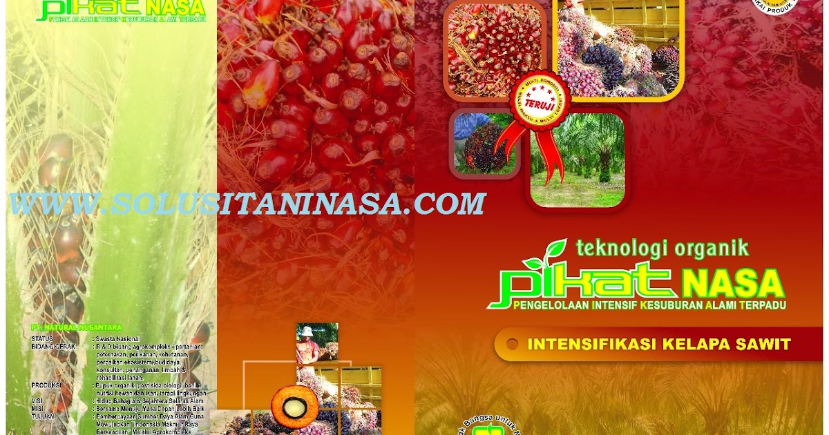 cara cepat meningkatkan hasil panen kelapa sawit - GUDANG NASA
