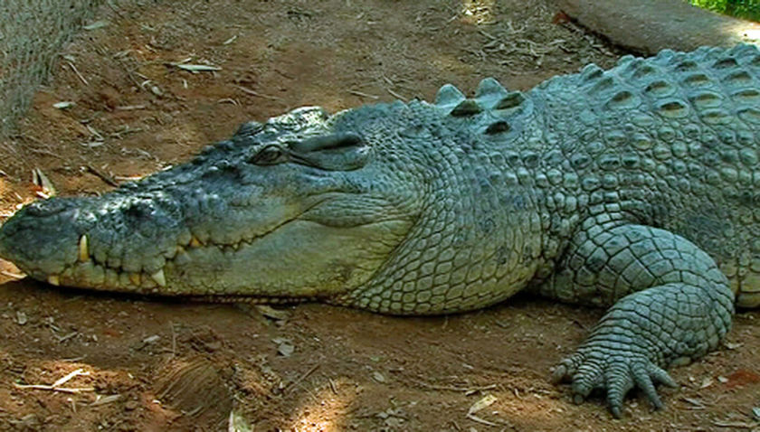 All About Animal Wildlife: Crocodile Facts and Photos-Images 2012