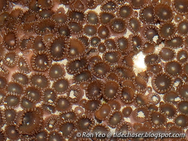 tHE tiDE cHAsER: Zoanthids or Colonial Anemones (Phylum Cnidaria: Order ...
