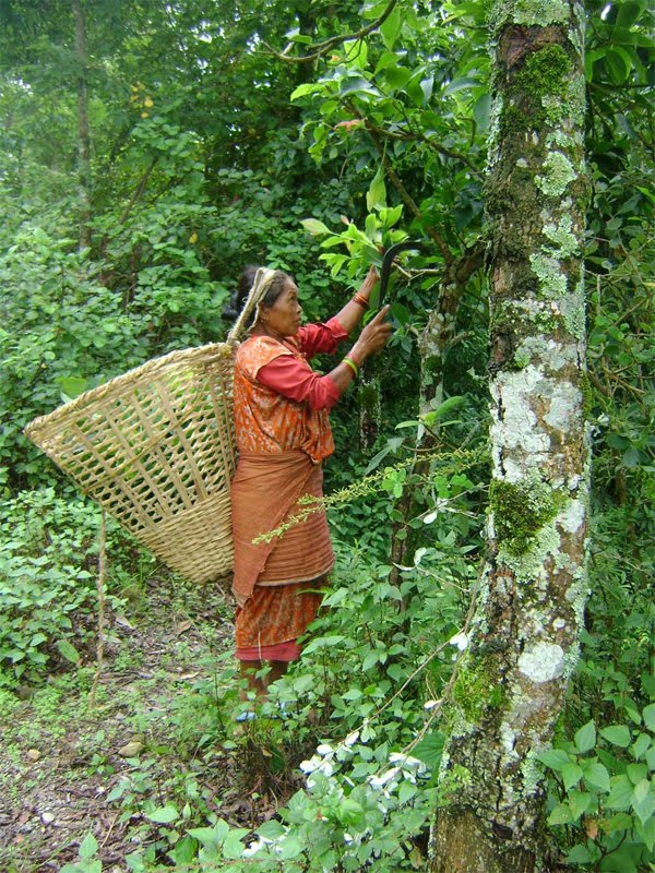 Sara Photo Sansar::..: Real story of Nepal (Fodder collection)