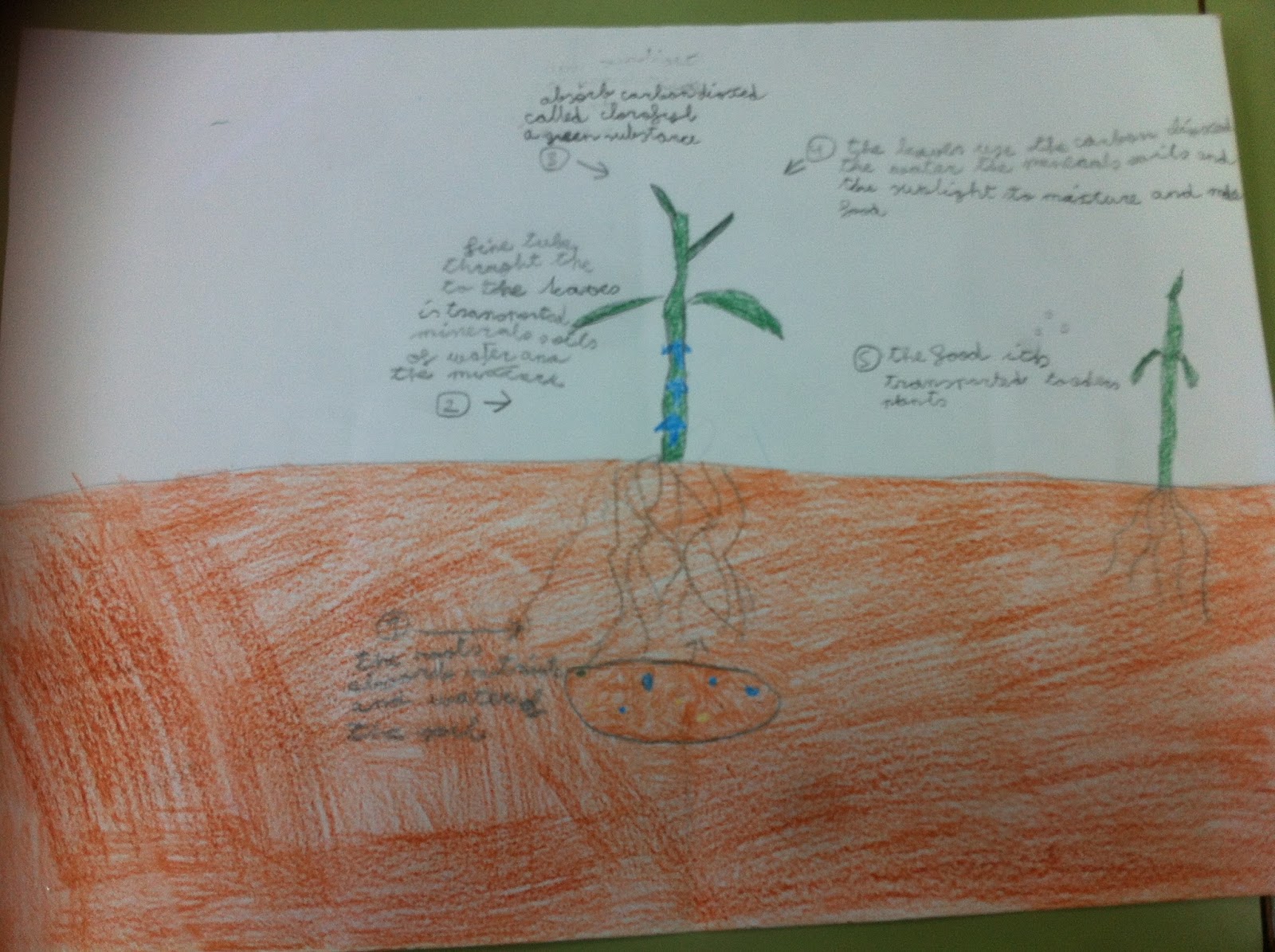 Some of the Projects Class 4 How plants make their own food