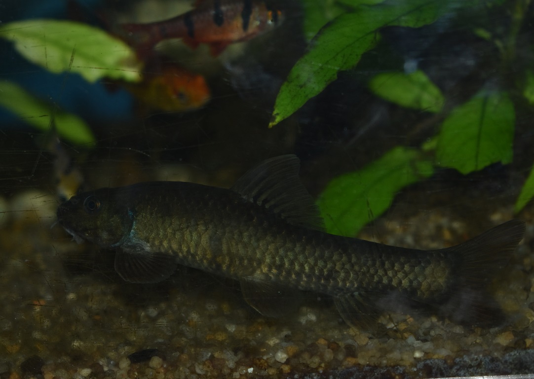 ZOOTOGRAFIANDO (6.100 ANIMALS): PEZ DOCTOR / DOCTOR FISH (Garra rufa)
