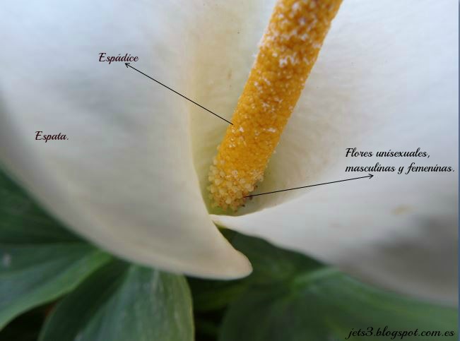 Vicio tuyo por ejemplo partes del cartucho flor Conmoción Bergantín ...