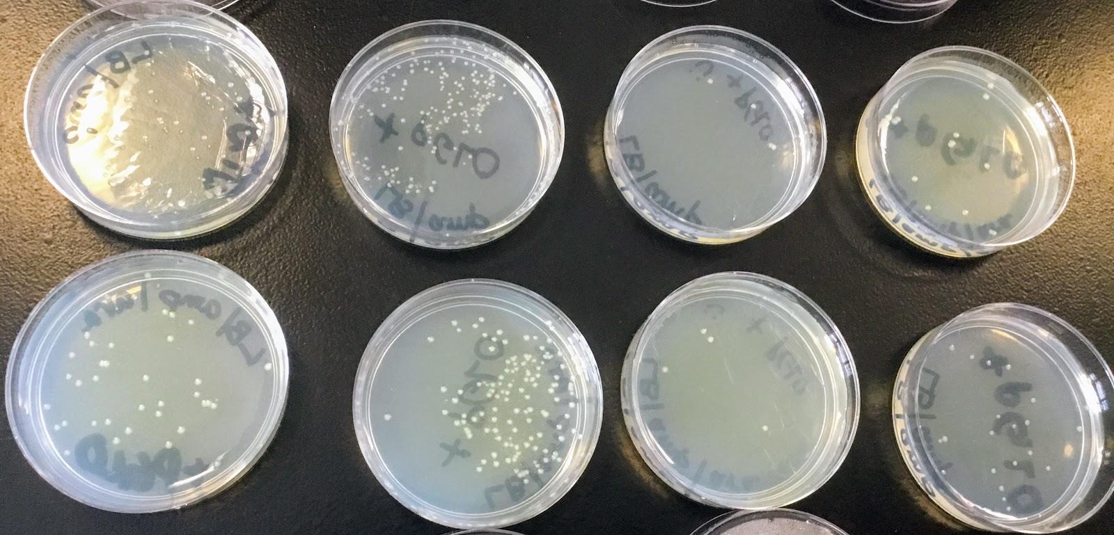 Biology by the Math Mom: Our Best Bacterial Transformation Lab Yet
