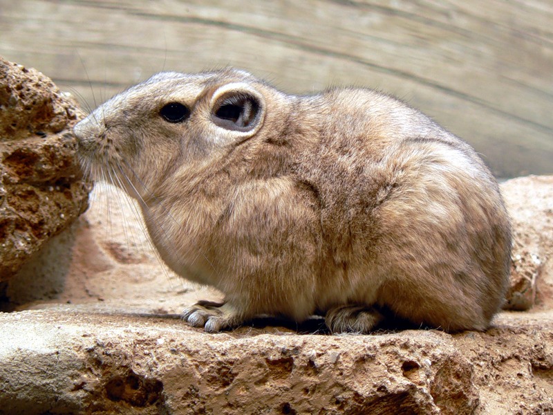 TVL: ANIMAL DA SEMANA - Gundi