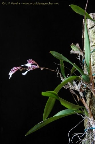Grupo Orquideófilo del Norte Santafesino: Rodriguezia decora