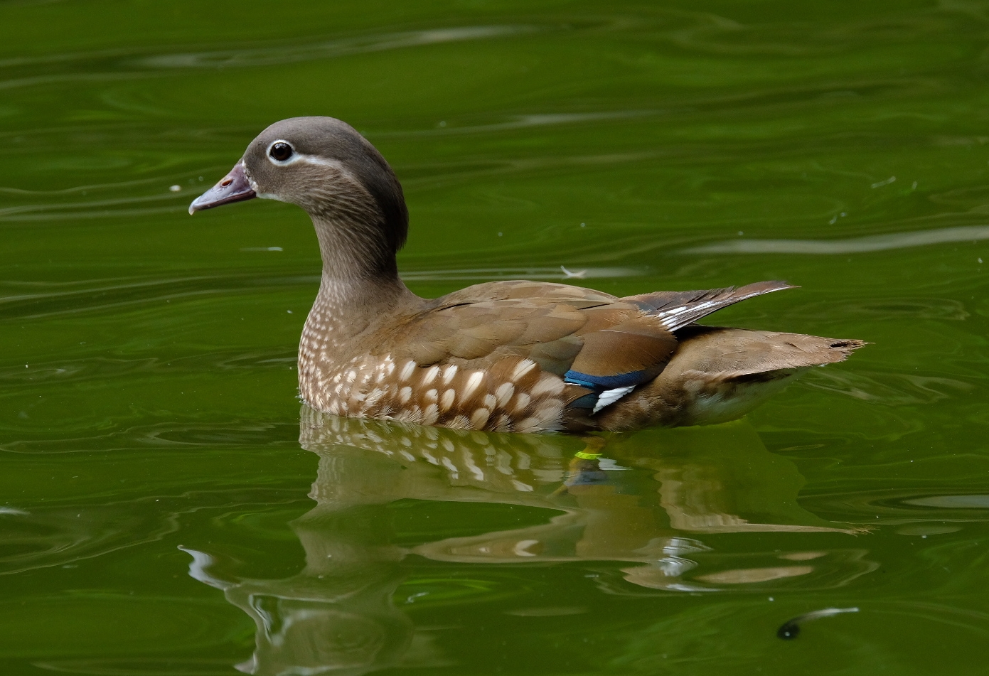 Mike is the name Birding is the game ( Birding in Malaysia - Malaysian ...