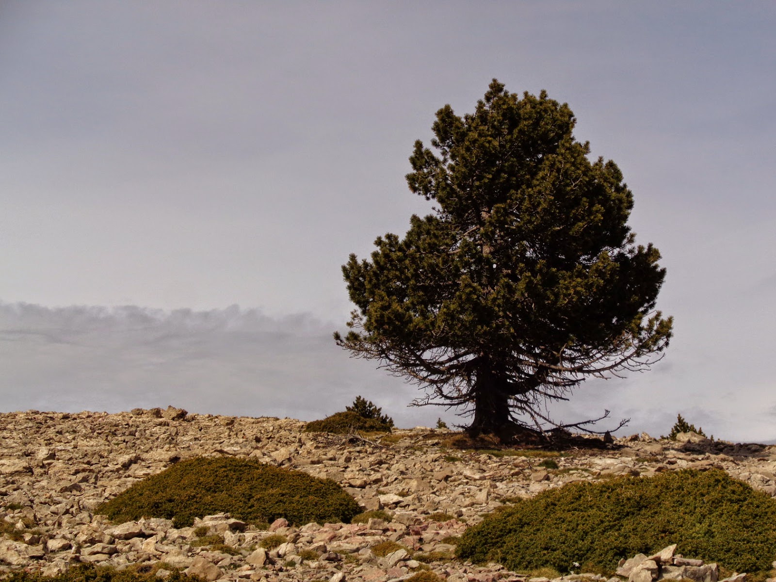 arbres d'aquí: Pi negre (Pinus mugo uncinata)