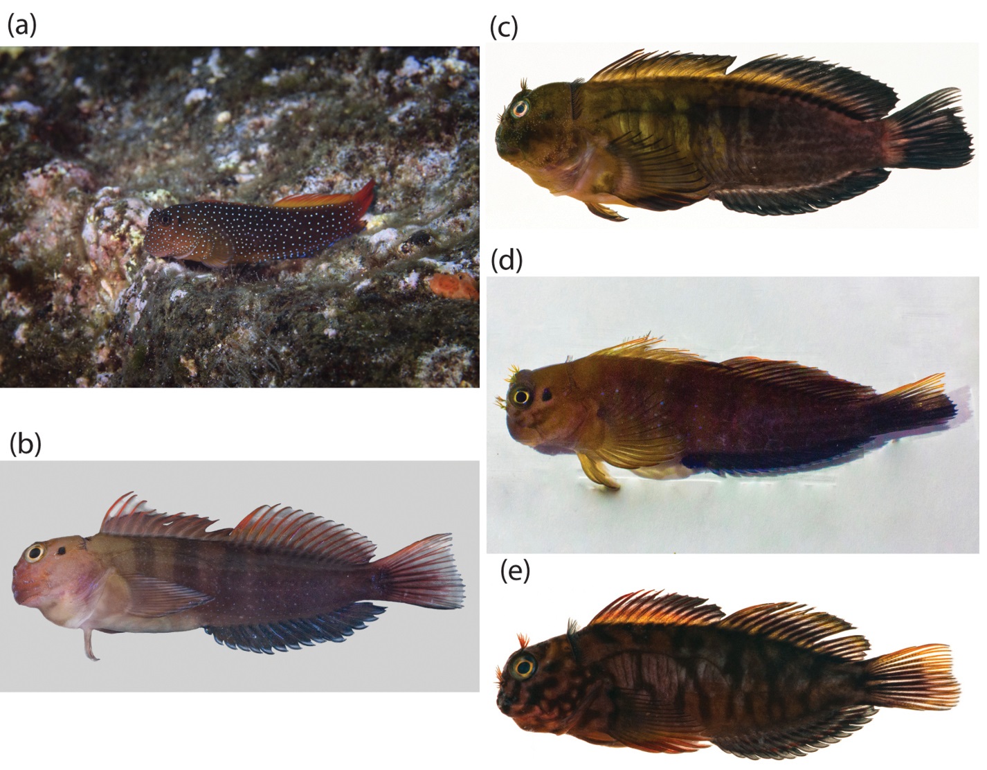 Species New to Science: [Ichthyology • 2018] Evidence of Cryptic ...