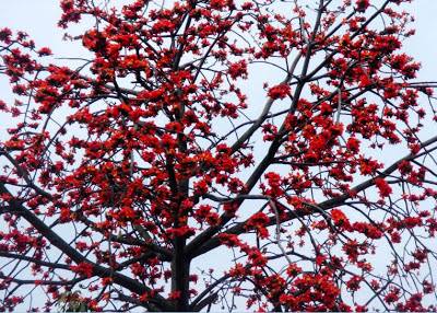 MyHerbs4u: KHASIAT DAUN RERAMA & BUNGA RATU PARI