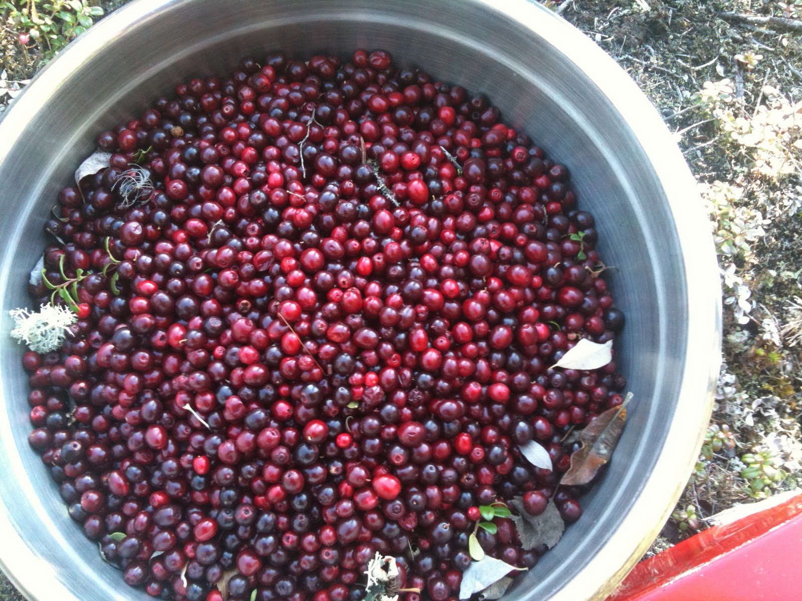Homemade Alaska: Lowbush Cranberries and Cranberry Muffin Recipe