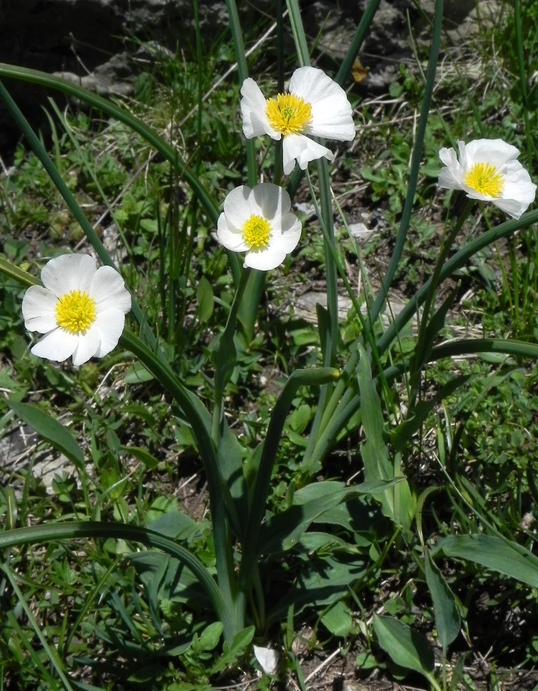 FLORA DE PIRINEOS: Ranunculus amplexicaulis L (Puerto del Portalet ...