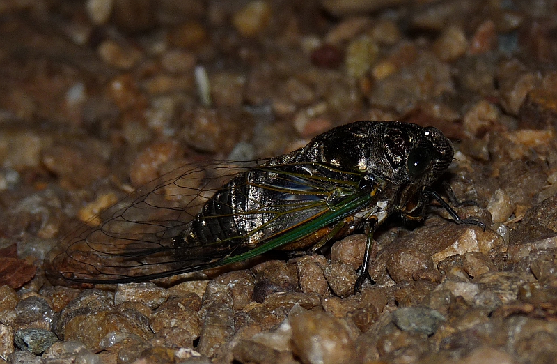 The Green Ogre: The Cicada's Night Out