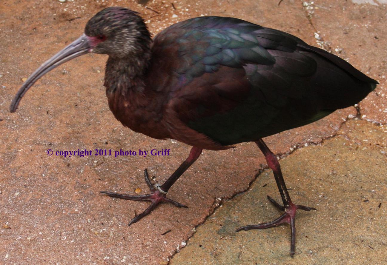 Griff's Bird Photos: Ibis (White face)