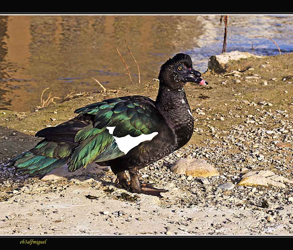 MIS AMIGAS LAS AVES: El pato criollo, pato mudo o pato almizclado ...