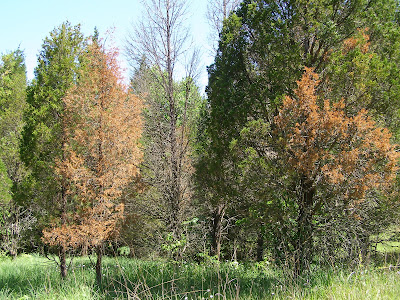 Blue Jay Barrens: Dead Cedars