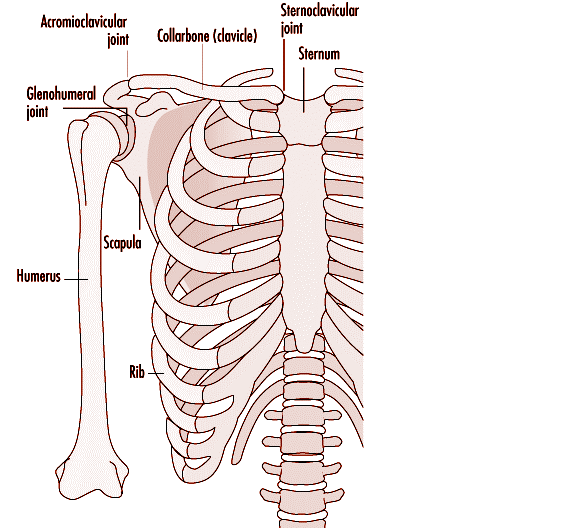study: SISTEM MUSCULOSKELETAL