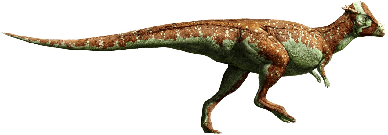 Pachycephalosaurus