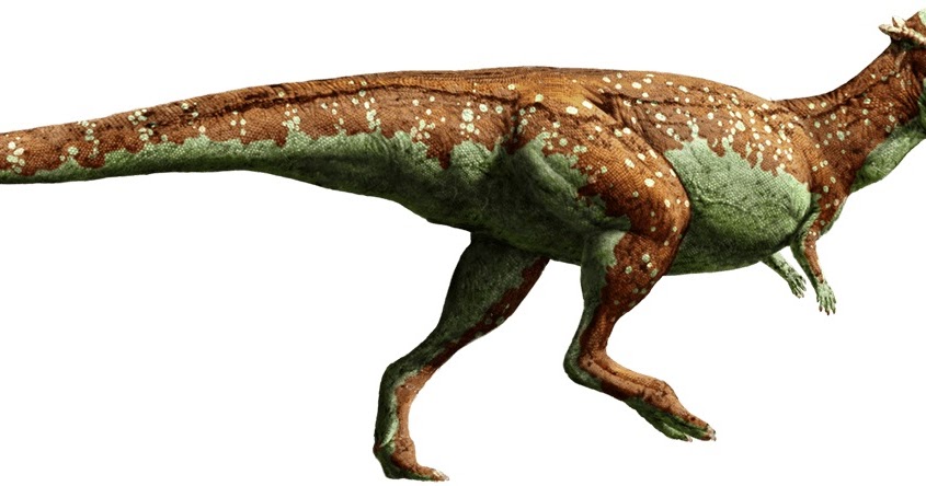 Pachycephalosaurus