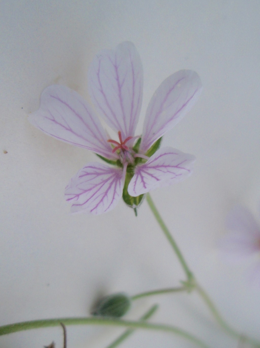 HERBARIO VIRTUAL DE BANYERES DE MARIOLA Y ALICANTE: Erodium saxatile ...