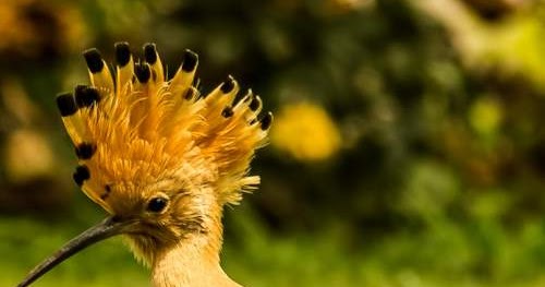 Common hoopoe | Birds of India | Bird World