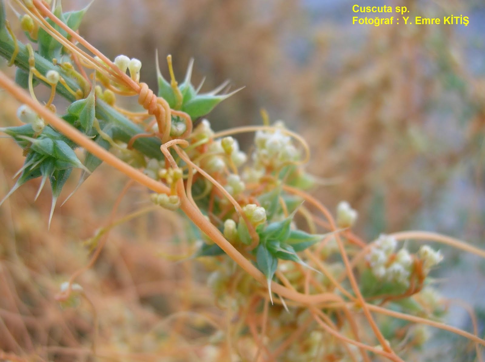 Parazit Yabancı Otlar ve Mücadelesi: Küsküt (Cuscuta spp.) Fotoğrafları
