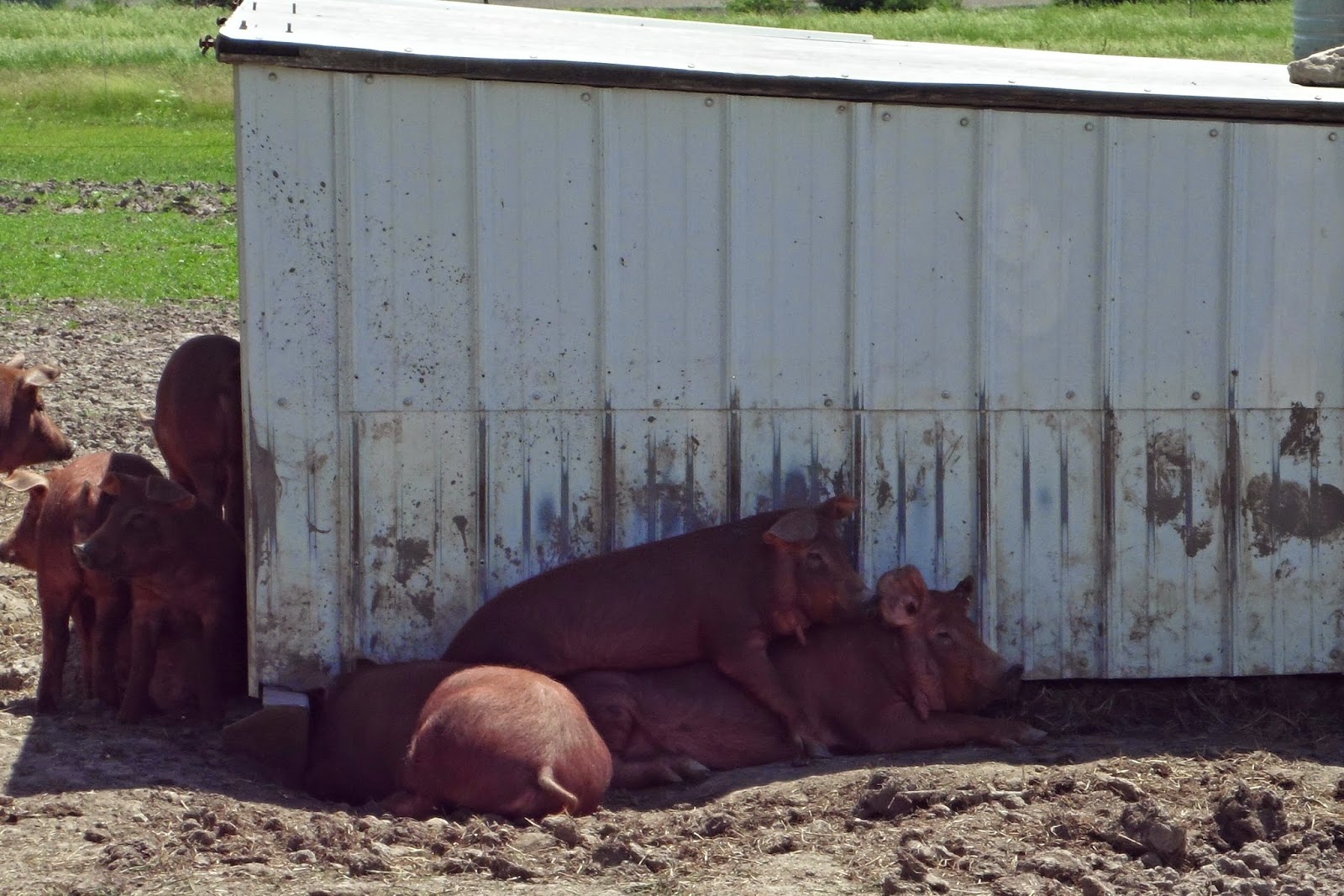 The Midlife Farmwife: Shade hogs