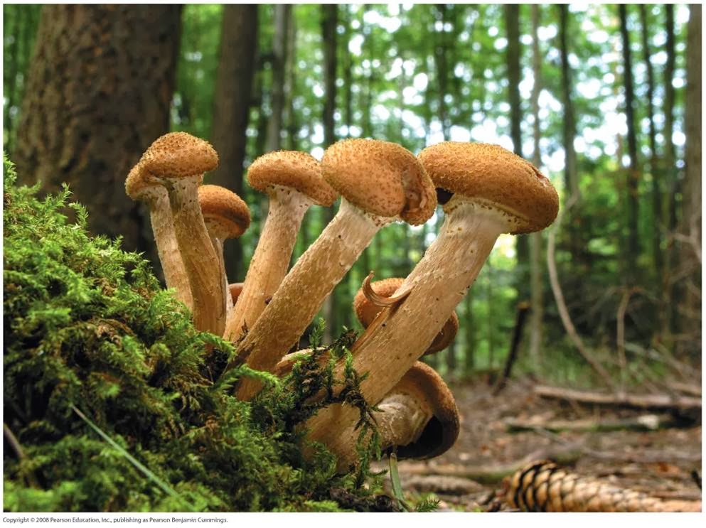 APRENDIENDO CON SARA: La Microbiologia