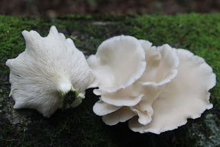 El mundo microscópico de los hongos: Basidiomicetos