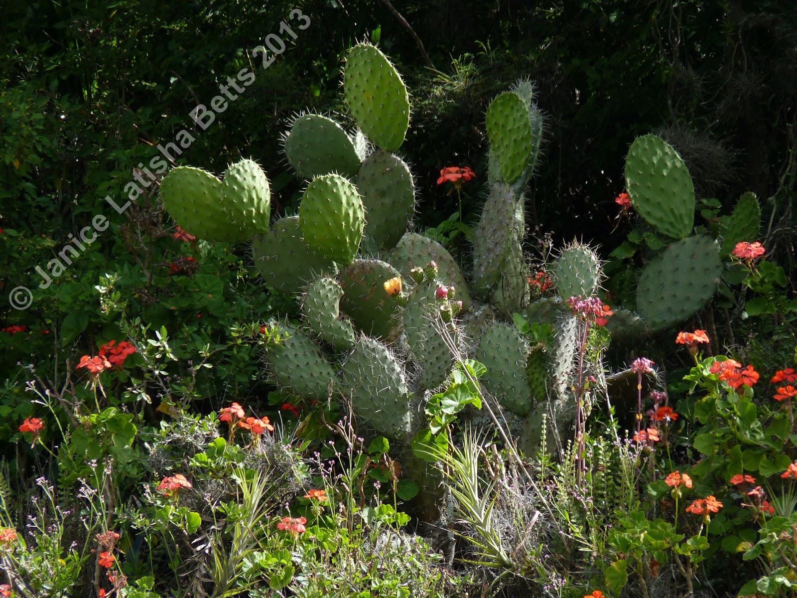 Janice Latisha Betts