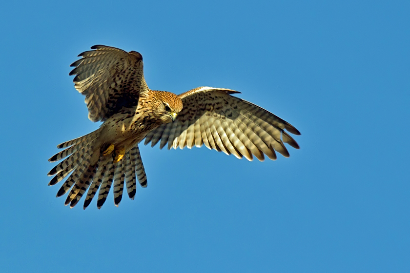 l'Ephémère: Le vol du faucon