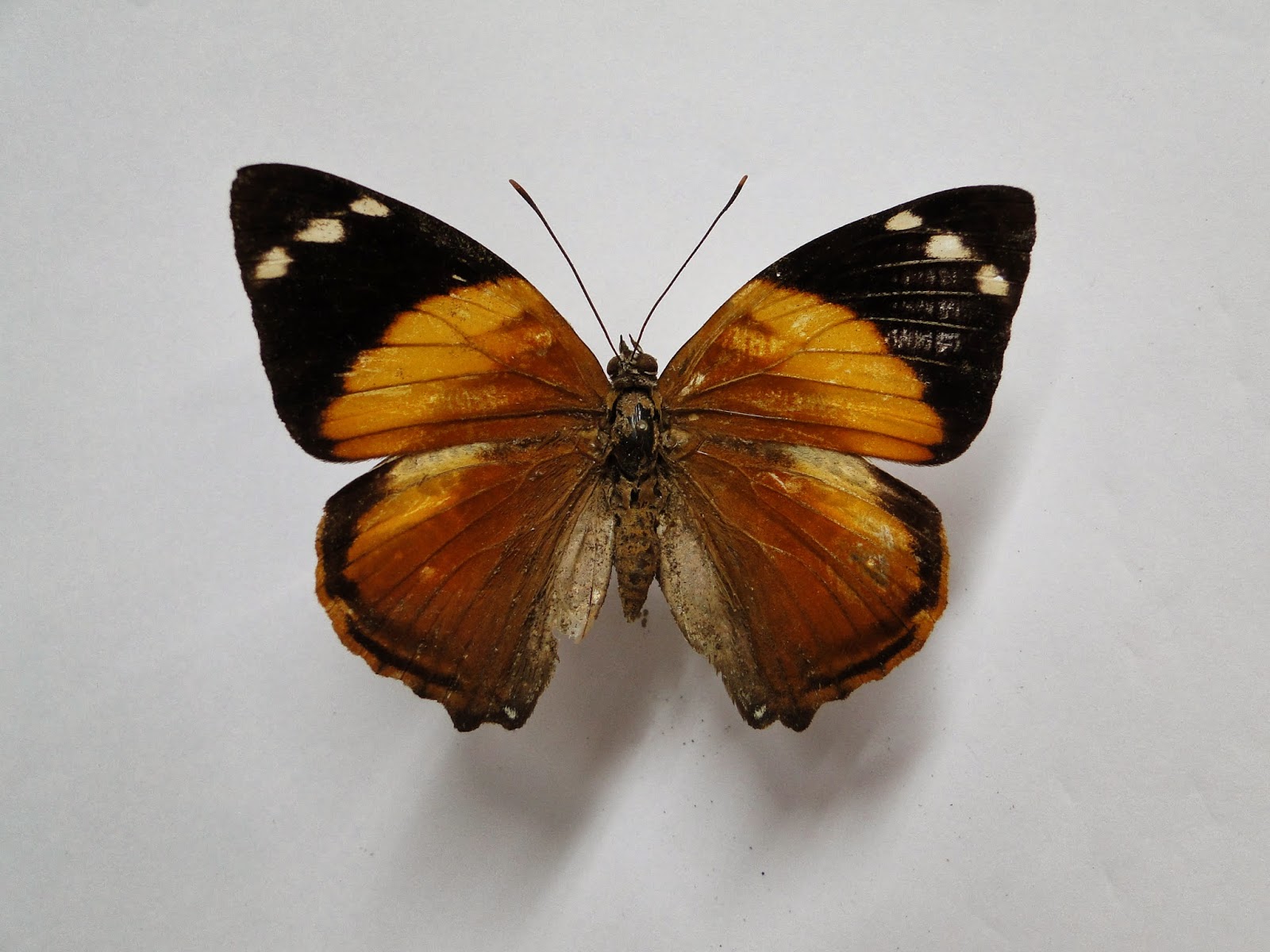 Marcelo Hübel: Ornith Bollmann