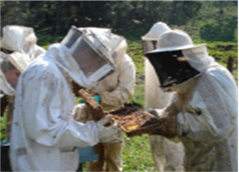 As abelhas e o apicultor: A importância para as pessoas, meio ambiente ...