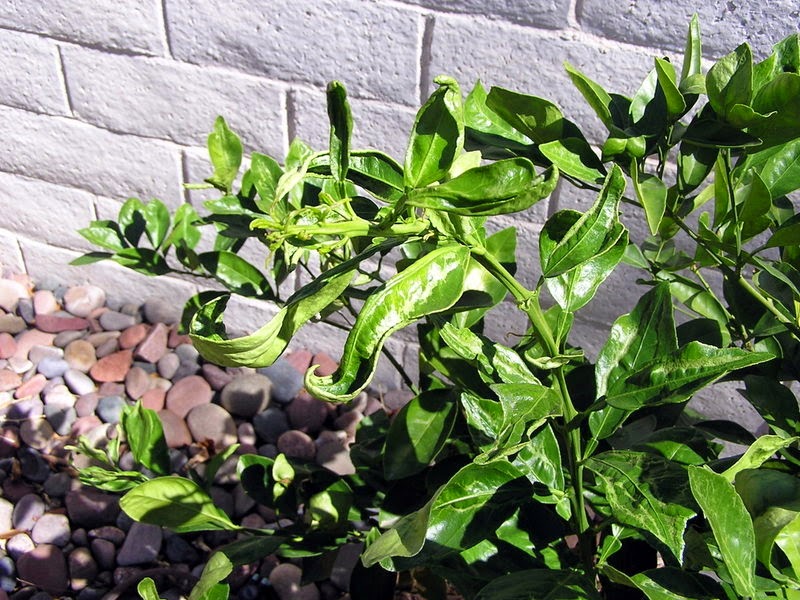 Xtremehorticulture of the Desert: Curling and Twisted Growth of Citrus ...